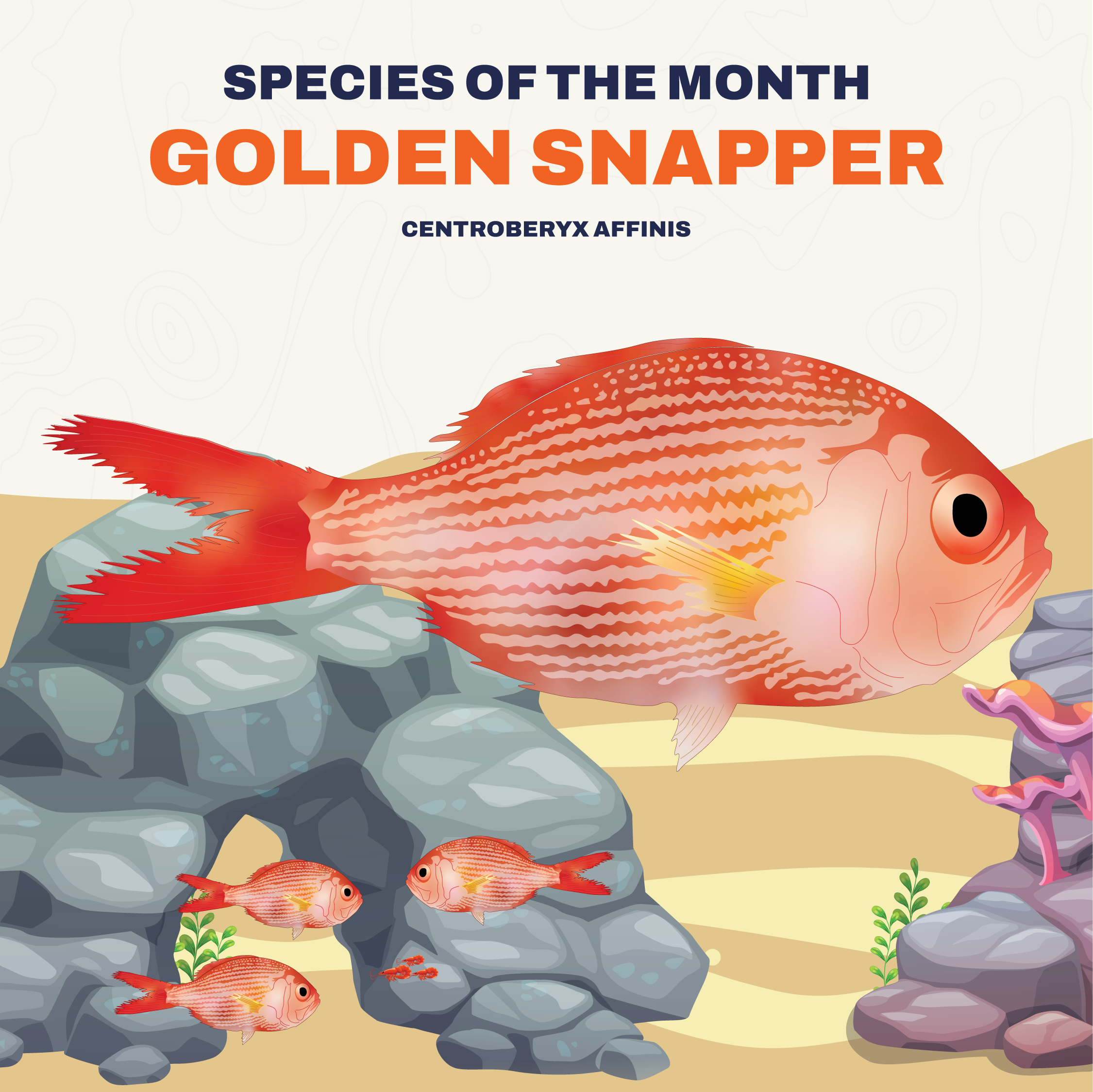 Golden Snapper (Centroberyx affinis) – DivetechNZ