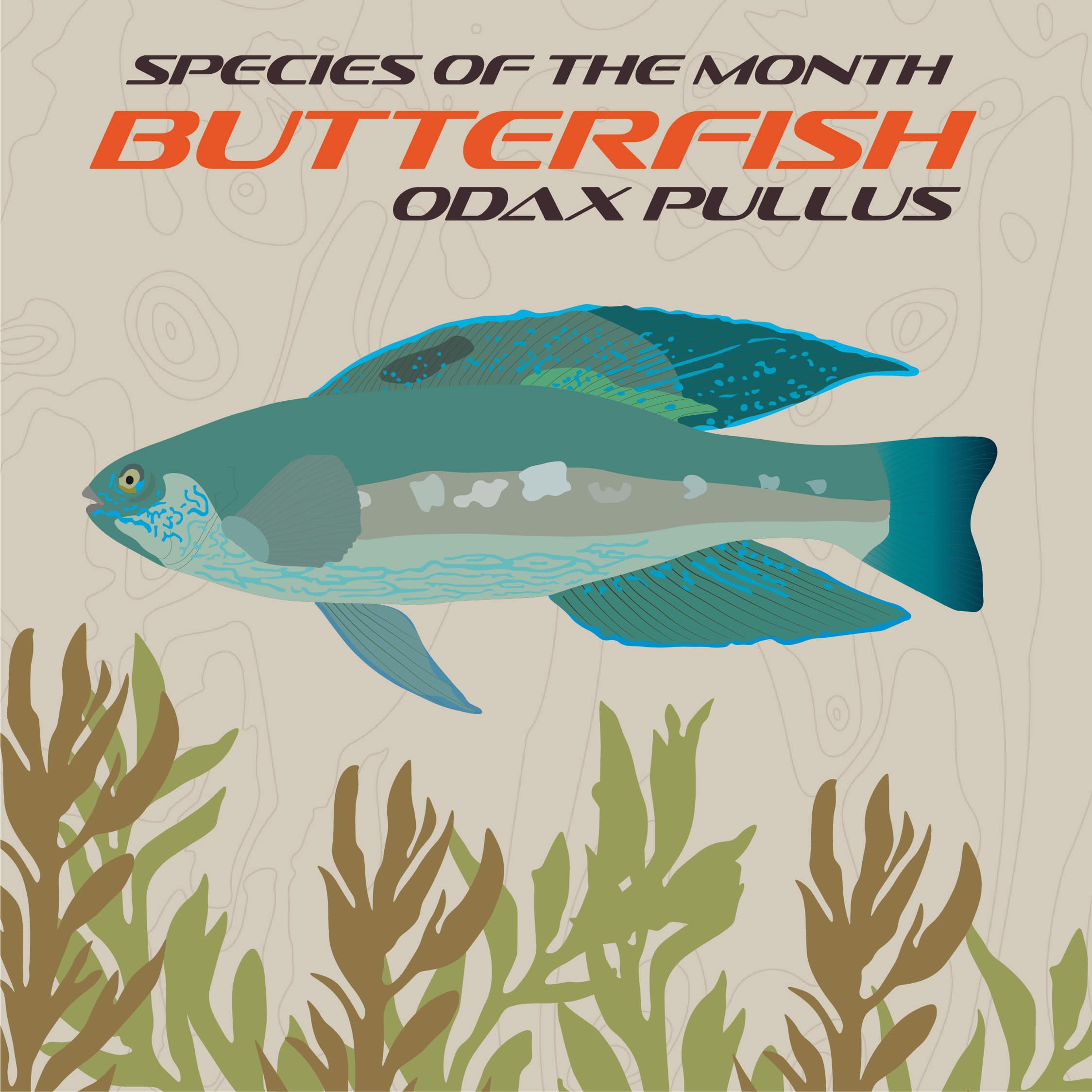 August's Species of the Month: Butterfish (Odax Pullus) – DivetechNZ